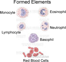 Biology 2404 A&P Basics